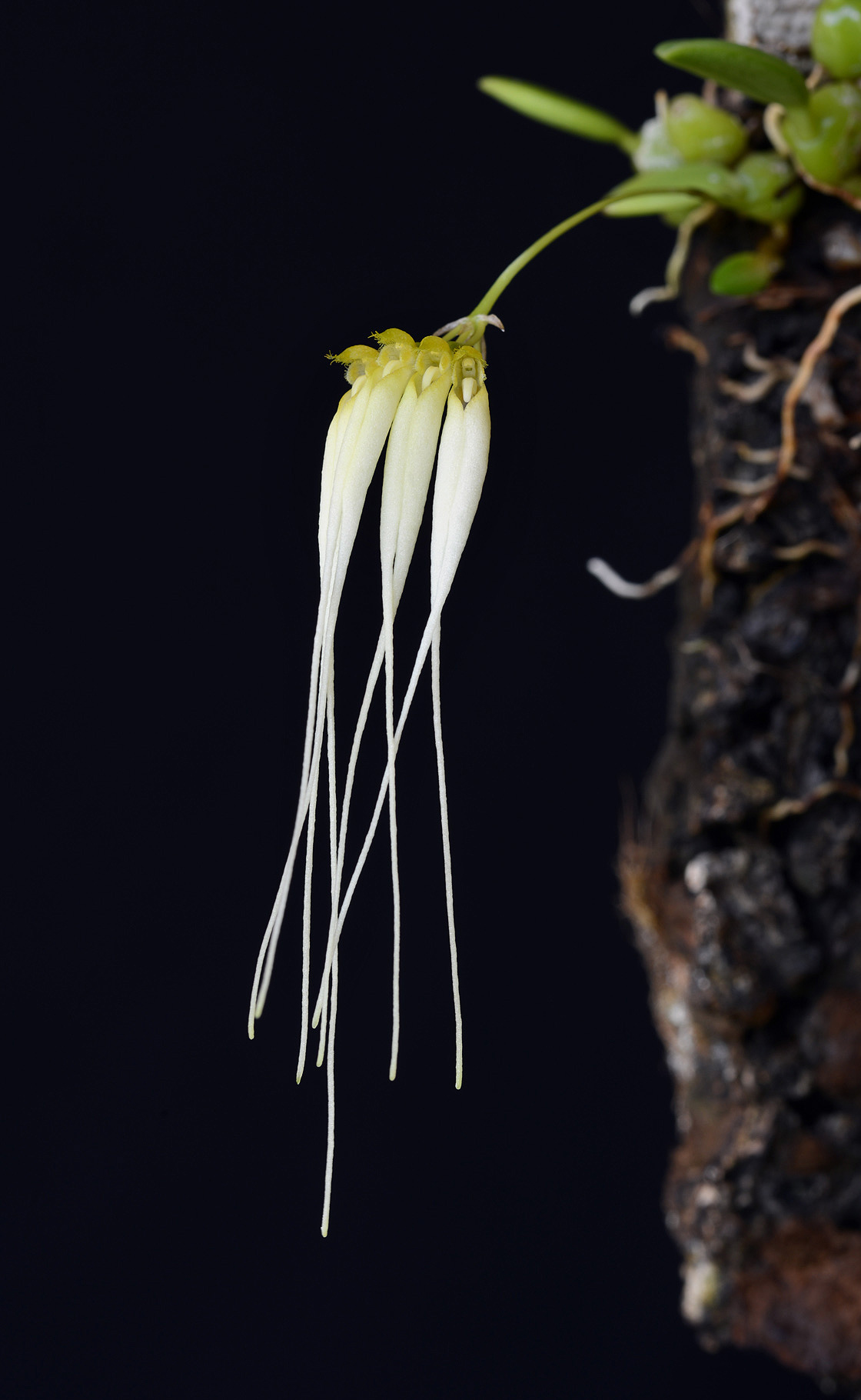 Silver Ghost 銀色之魂