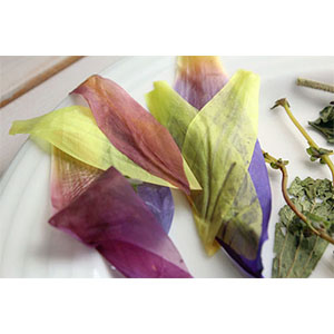 香水蓮花花茶_K042_006(冷凍)