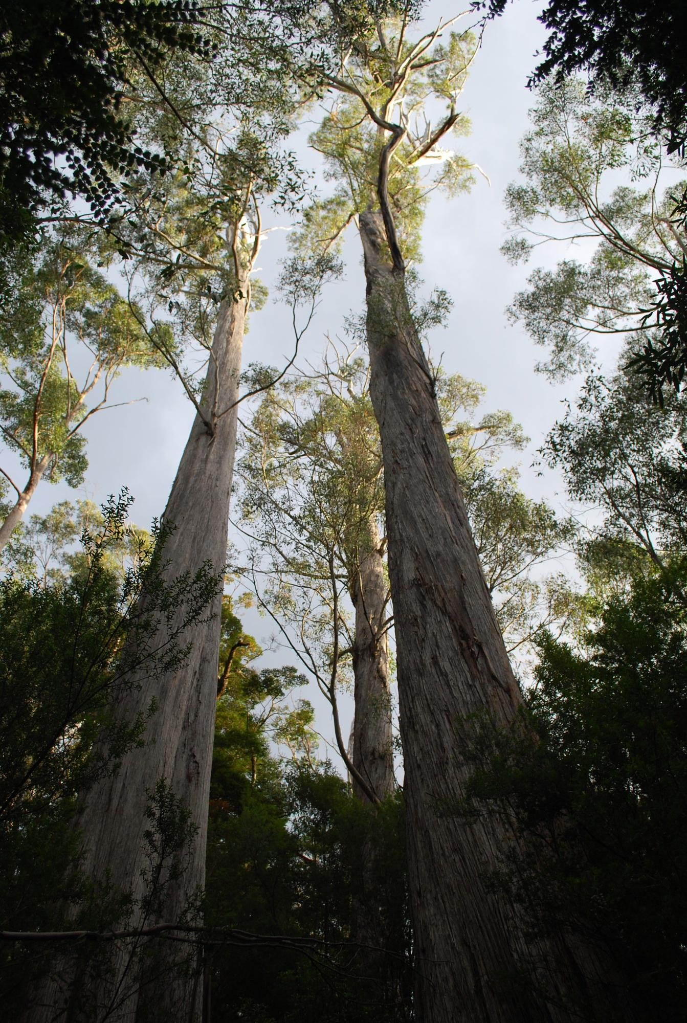 塔斯馬尼亞島～Giant Eucalypt 尤加利巨樹