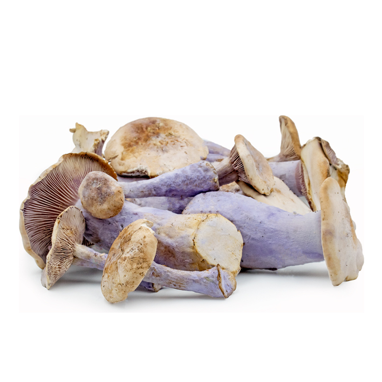 法國 新鮮 藍腳菇 pied bleu champignon blue foot mushroom blewi