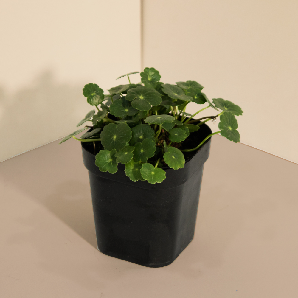 whorled umbrella plant 野天胡荽 whorled umbrella plant 野天胡荽