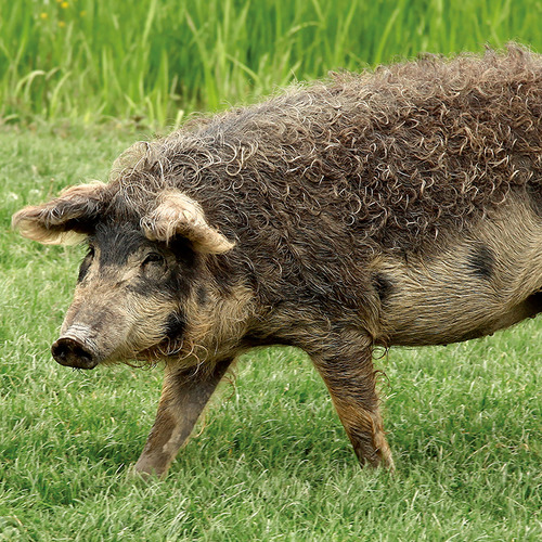 冷凍 匈牙利綿羊豬 曼加利察豬 Mangalica pork loin Mangalitsa pork 被喻為