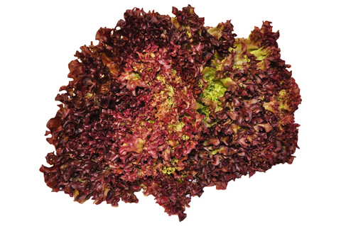 Australian / Holland Salad Greens - Lollo Rossa / Lo...