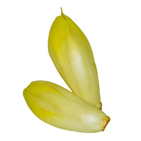 Holland Endive