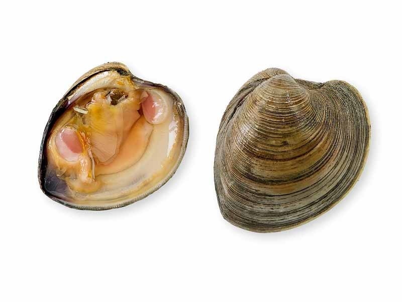 Live Venus reputable Clam Hong Kong