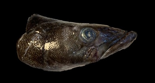深海野生白鱈魚頭 (Patagonian Toothfish Head) 500-750g (急凍, 1件)