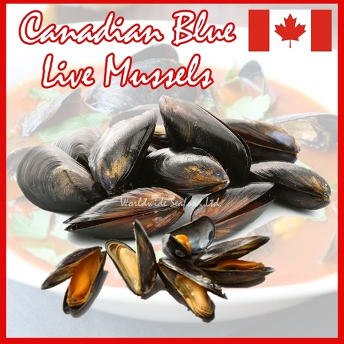 Canadian live blue mussels farmed in perfect clean envi