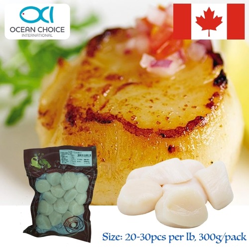 Canadian Frozen Scallop Meat I.Q.F. 300g/pack 20-30