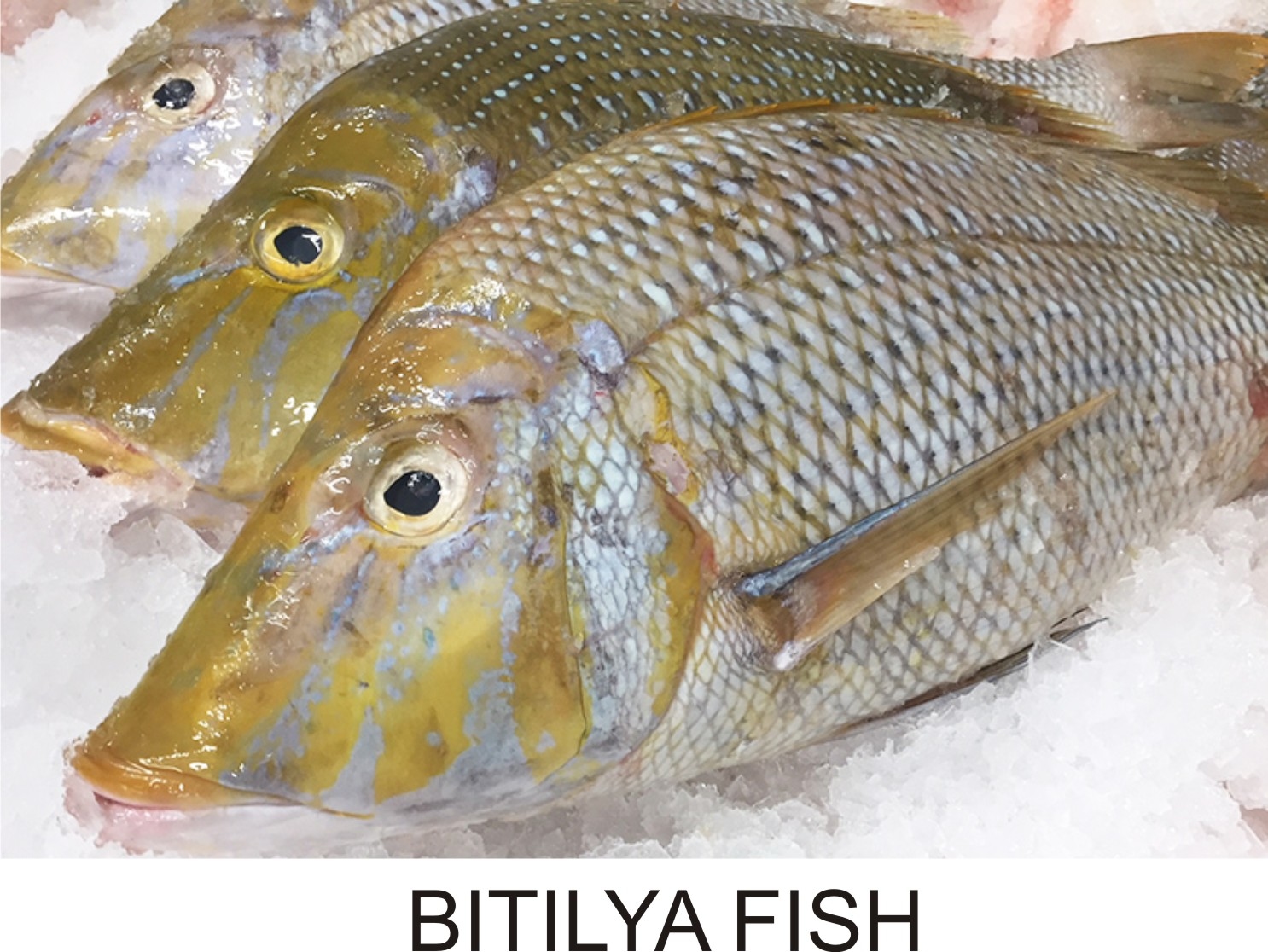 Emperor Fish / Bream (Bitilya)