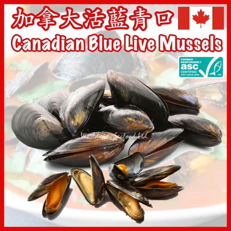Canadian live blue mussels farmed in perfect clean envi