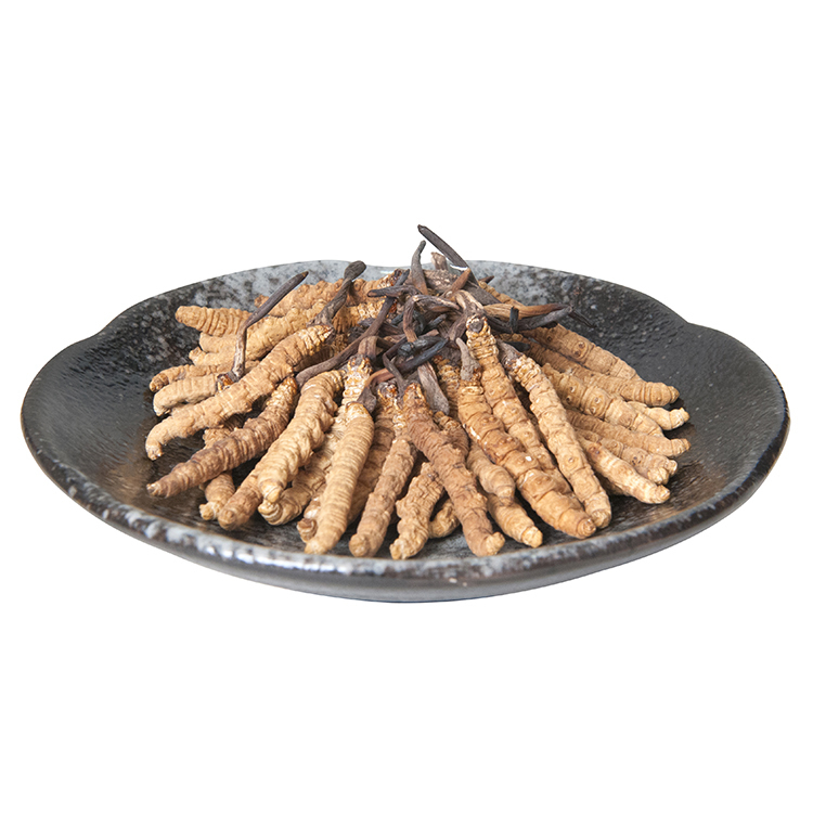 西藏高山冬蟲草 (65-75條/兩)