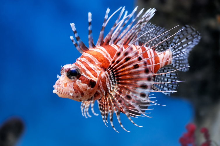獅子魚精素 Lionfish