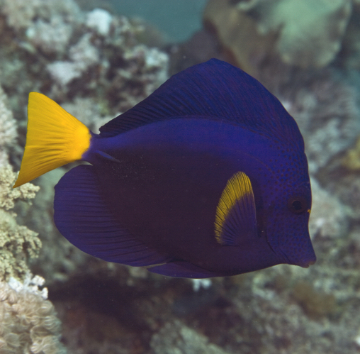 天使魚精素 Angel fish