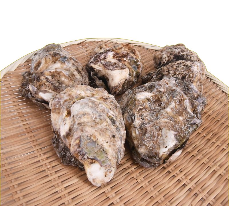 Japanese Oyster (Pacific Oyster)