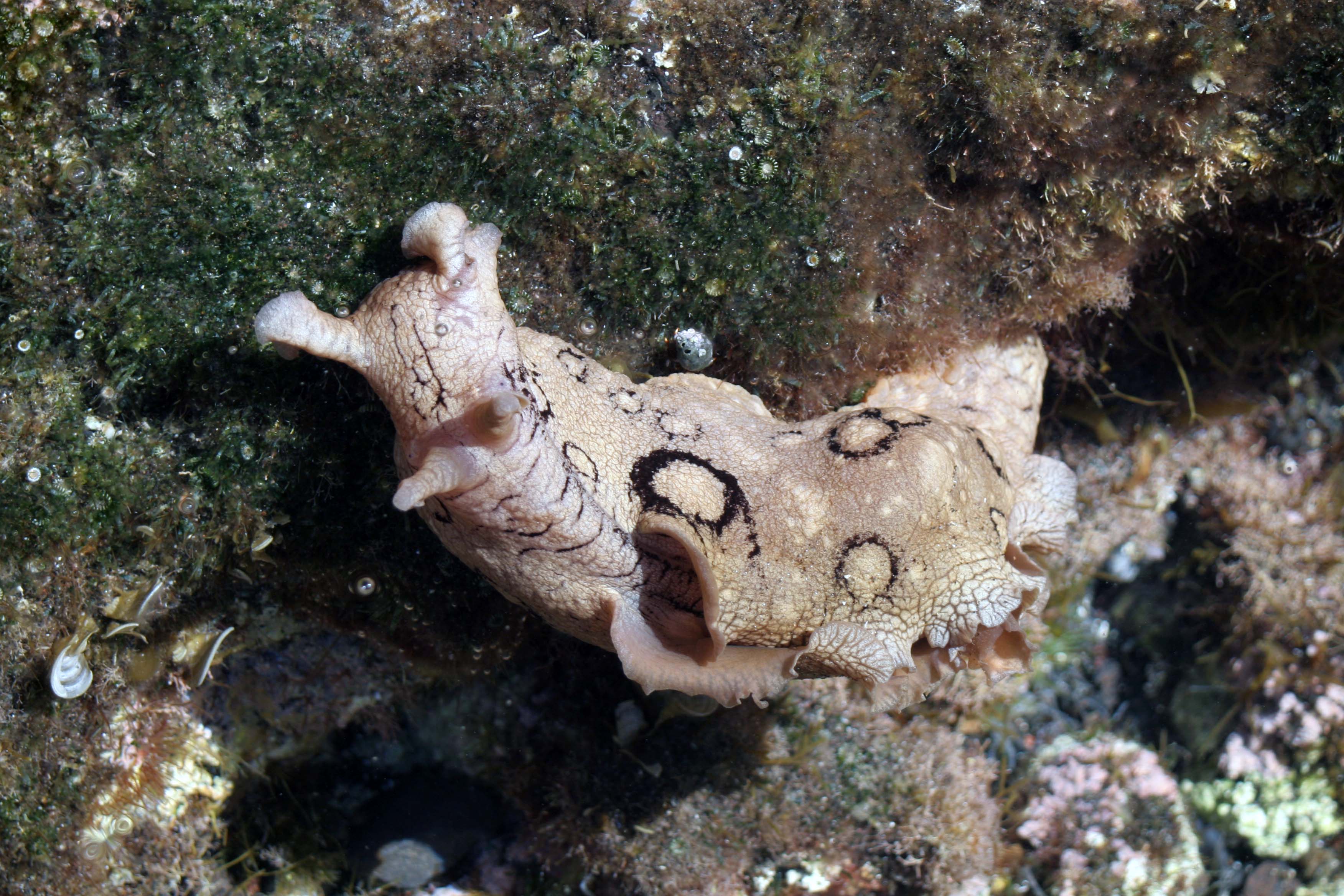 海蝸精素 Sea Cochlea