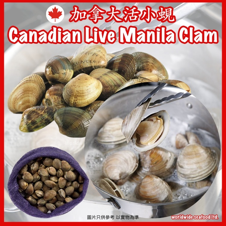 Live Clam of clean shell & no sand. Soft & sweat taste