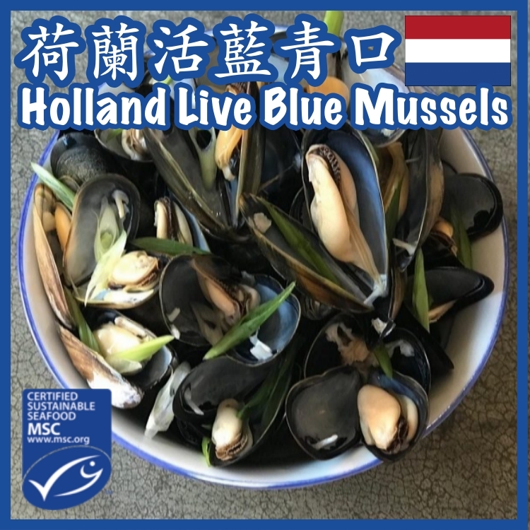 Holland live blue mussels farmed in perfect clean envi
