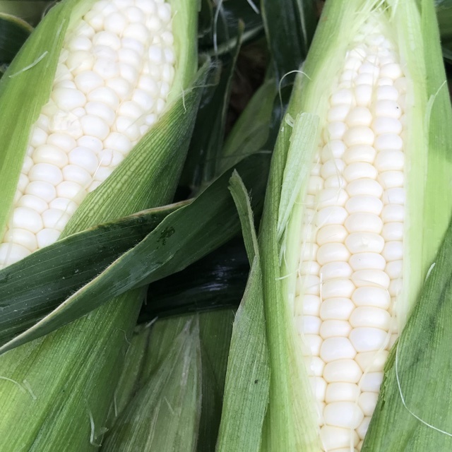 Taiwanese white Sweet Corn