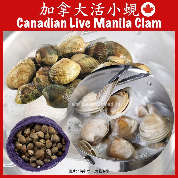 加拿大活小蜆, 約1公斤, 編號：07-0101A