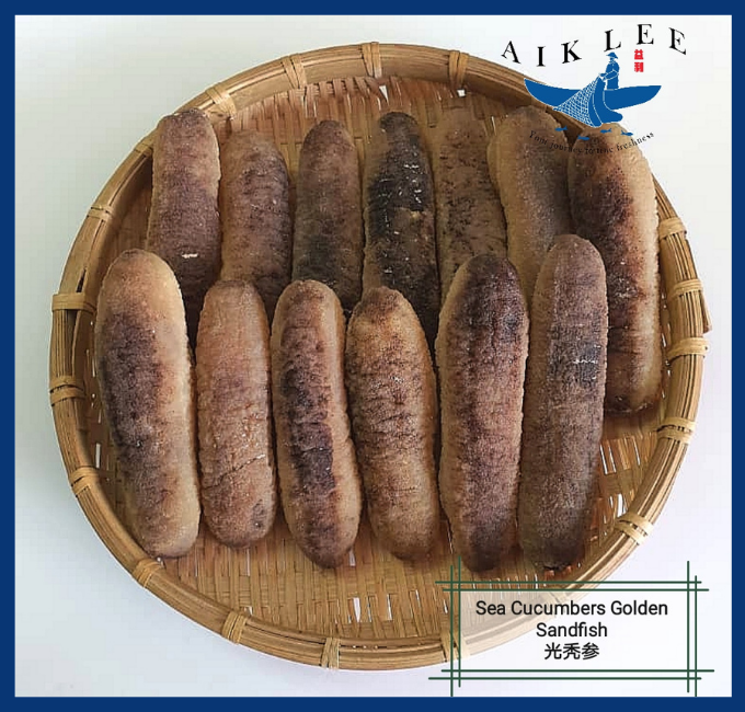 Sea Cucumber Golden Sandfish