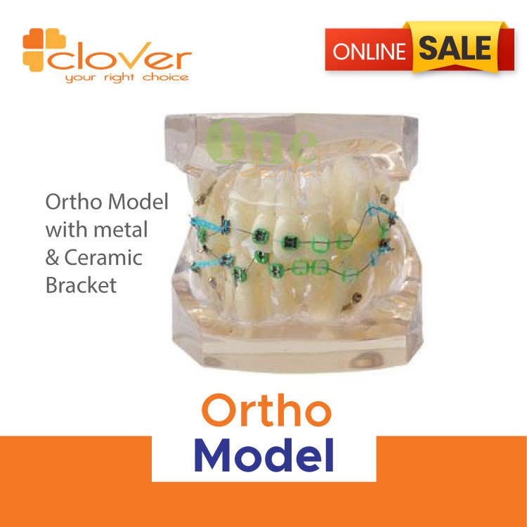 Ortho Model