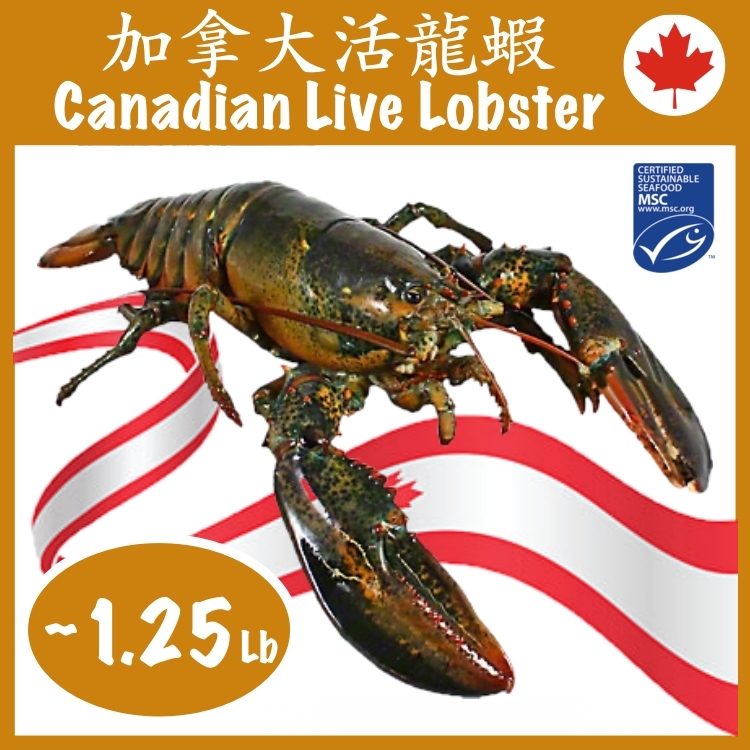 Live Lobsters delivered to 5 Stars Hotels. Hard shell