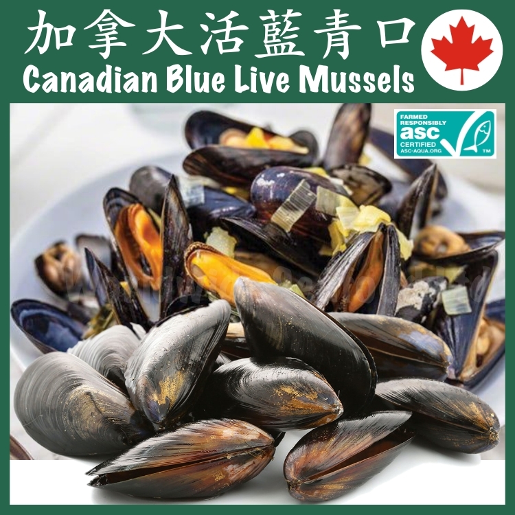 Canadian live blue mussels farmed in perfect clean envi