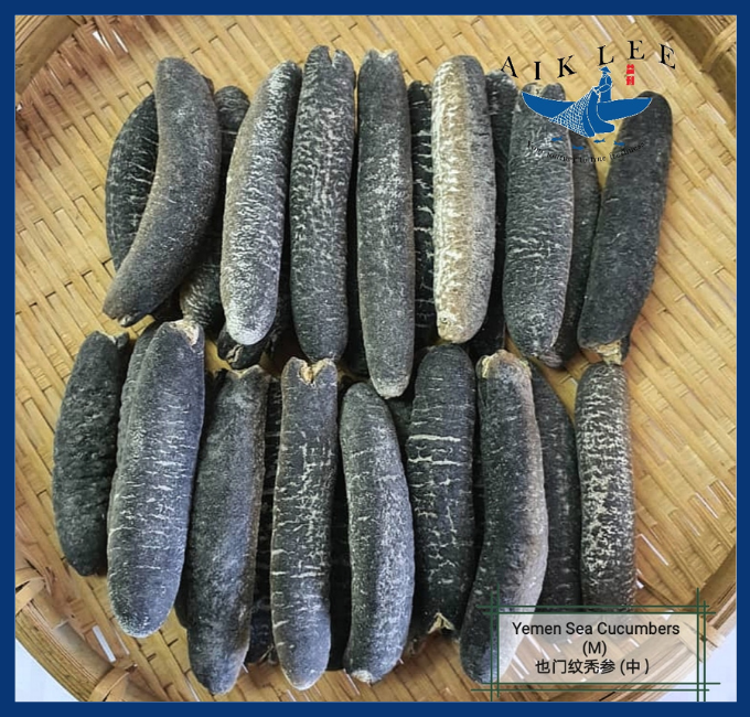 Sea Cucumber Sandfish (Yemen) - M