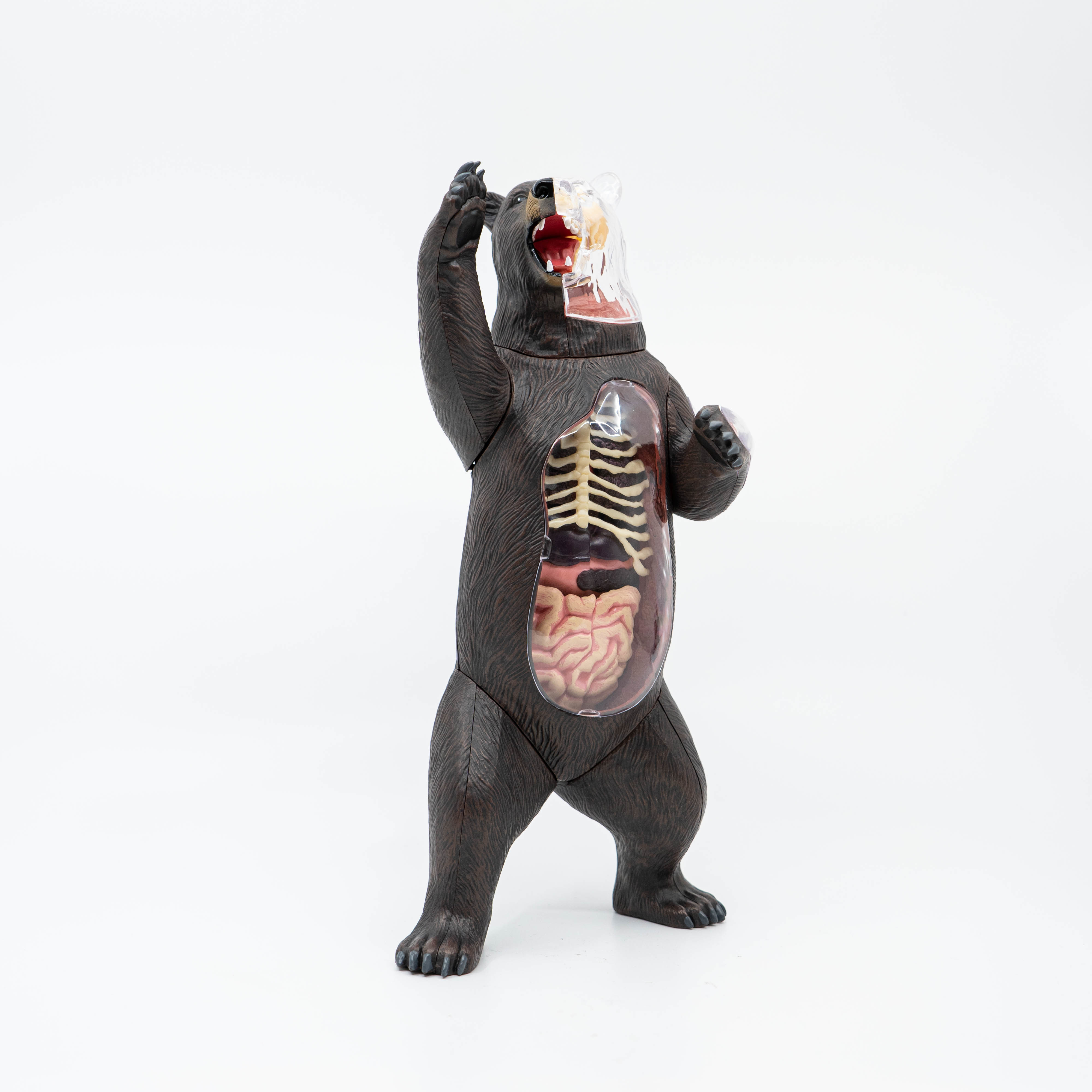Bear Anatomy Model