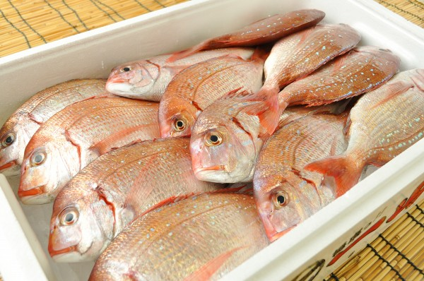 德華水產｜カスゴ 春子鯛 (100-150G/條)