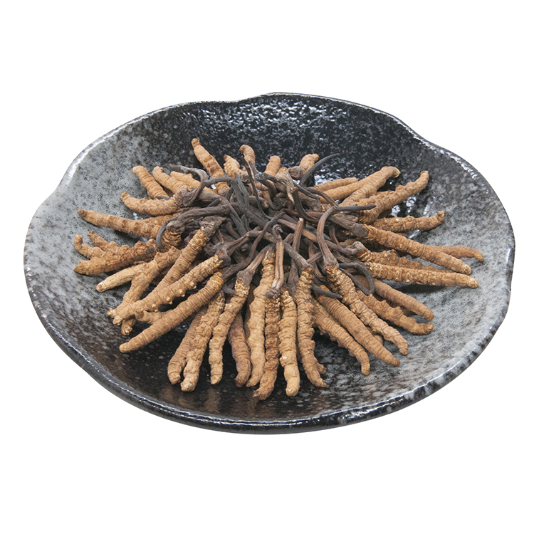 西藏冬蟲草 (125-135條/兩)