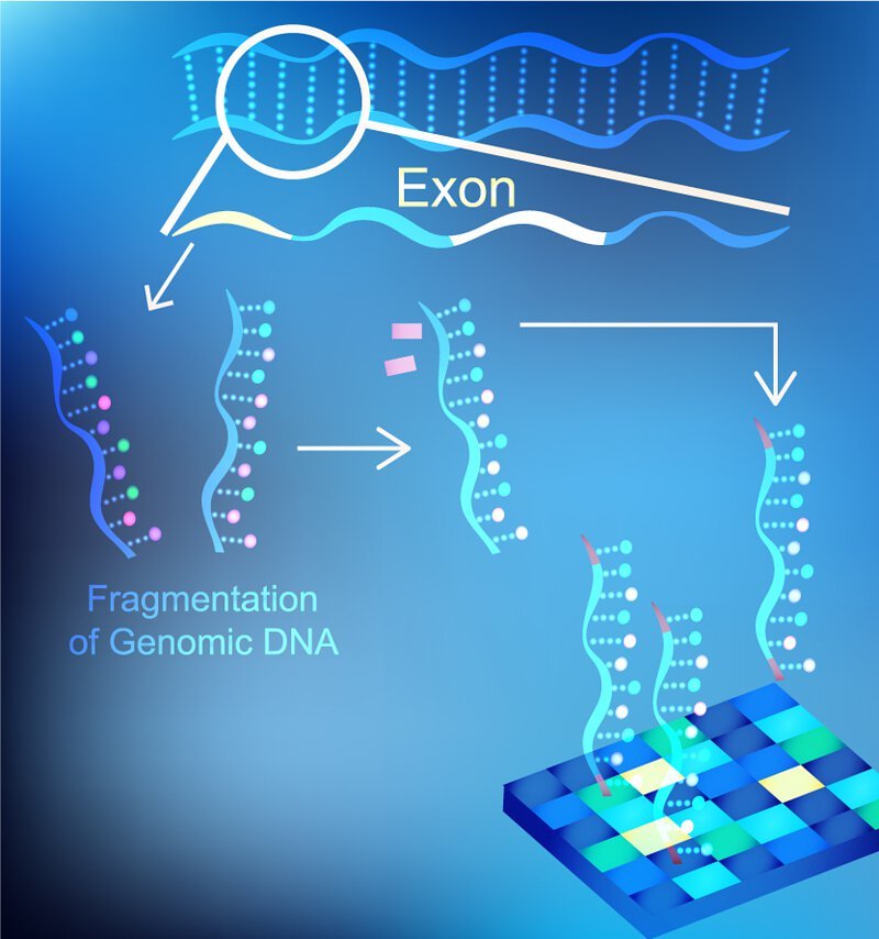 Whole Exon Sequencing 全外顯子定序