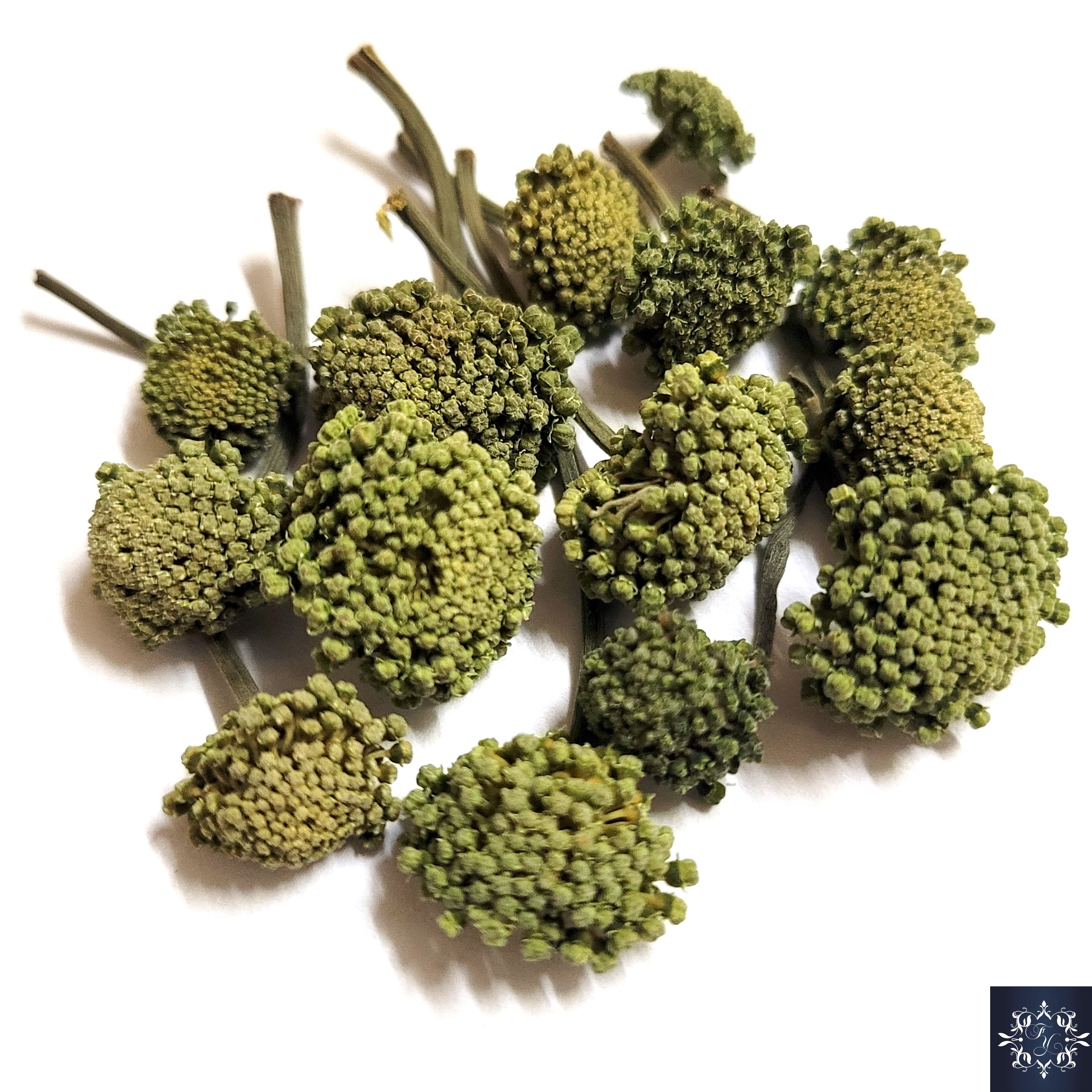 CNSCF 01000 三七花 / 田七花|現貨