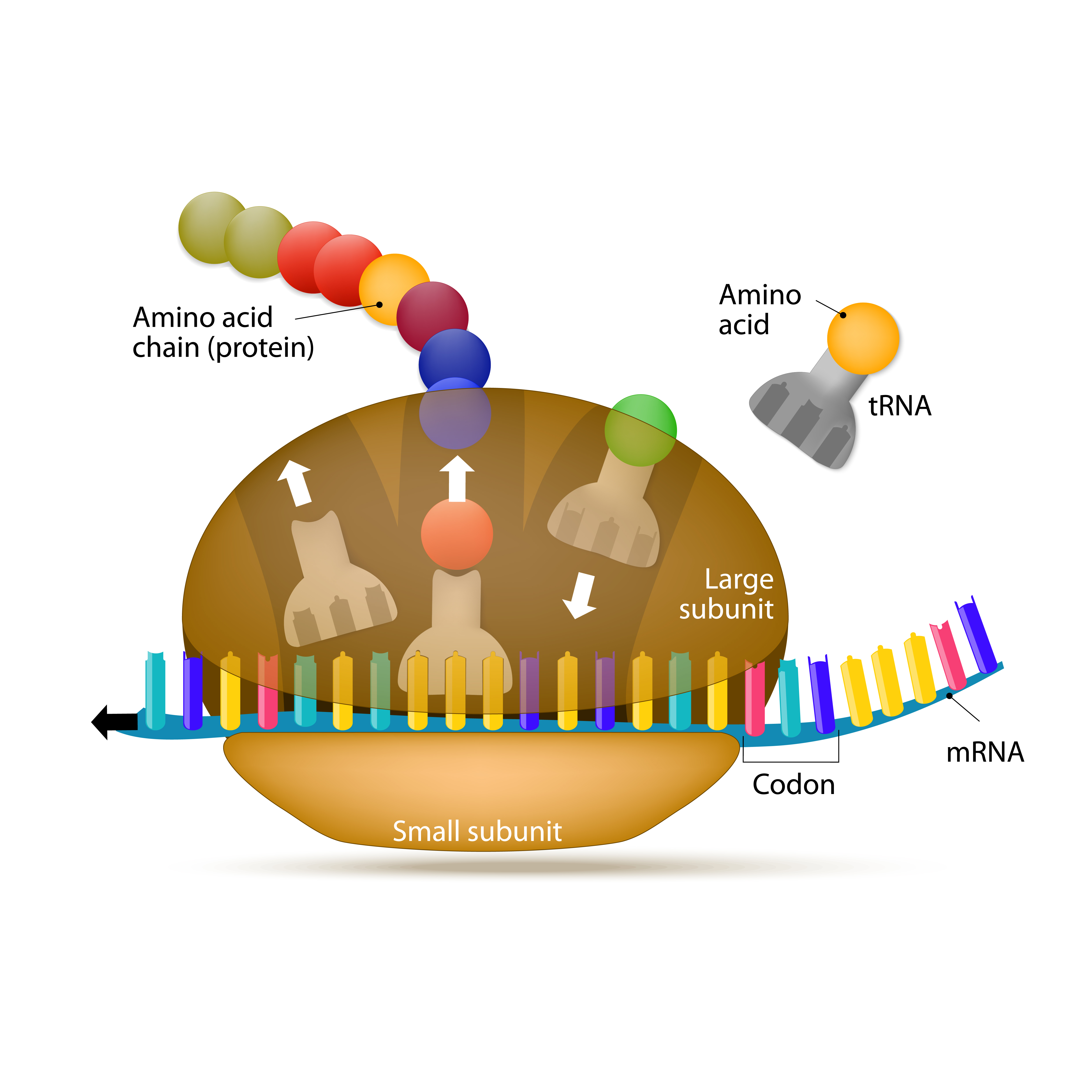 mRNA (eukaryotic)分析