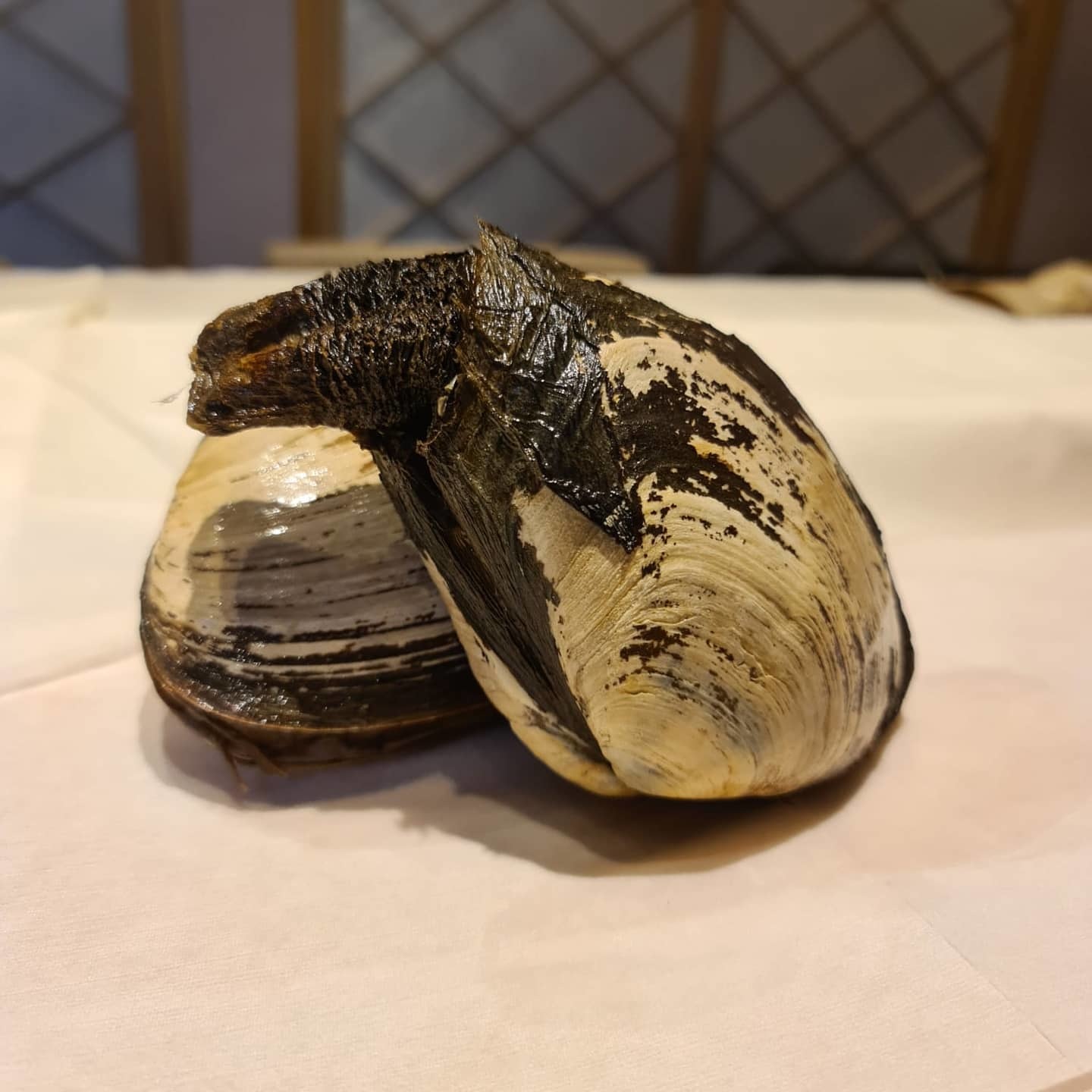 德華水產丨本ミル貝 本海松貝 (約300G/隻)