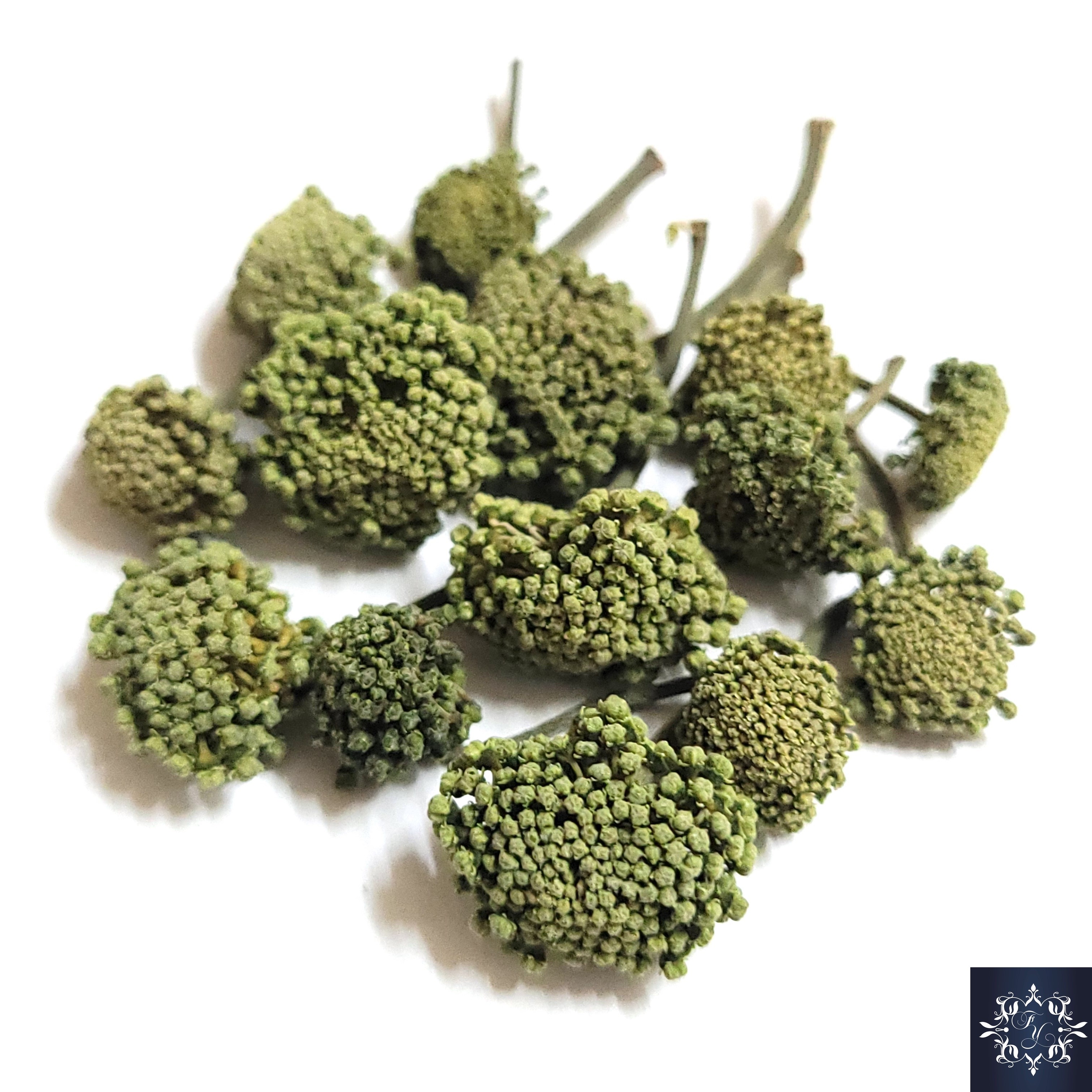 CNSCF 01000 三七花 / 田七花|現貨