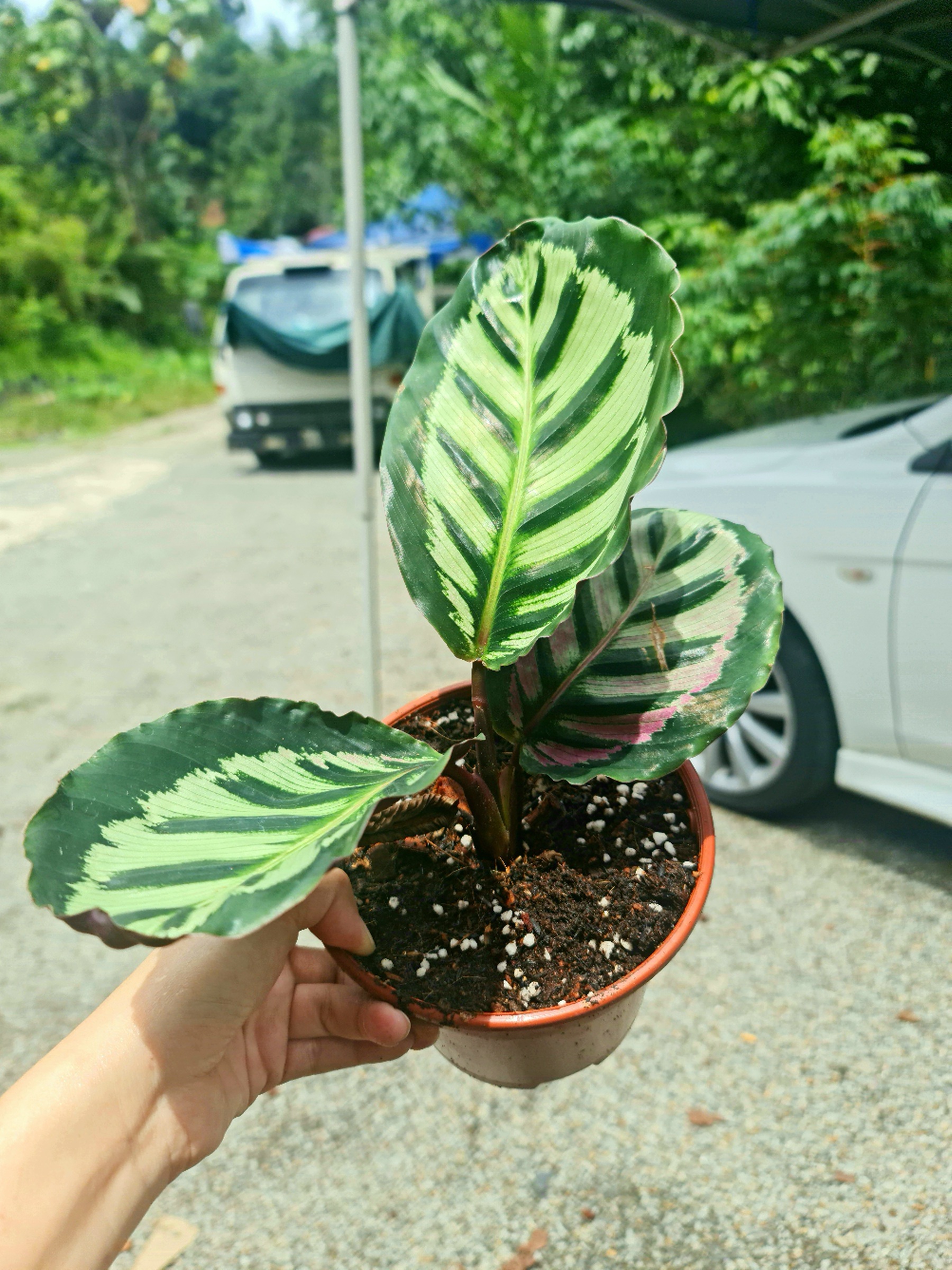 Calathea Rosepicta Cora