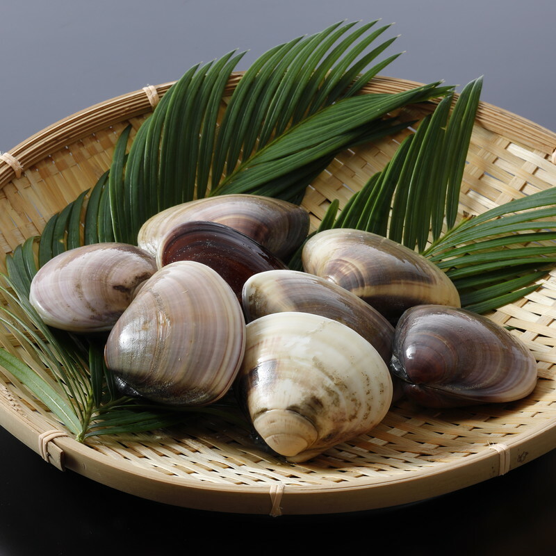 Hamaguri (common orient clam)