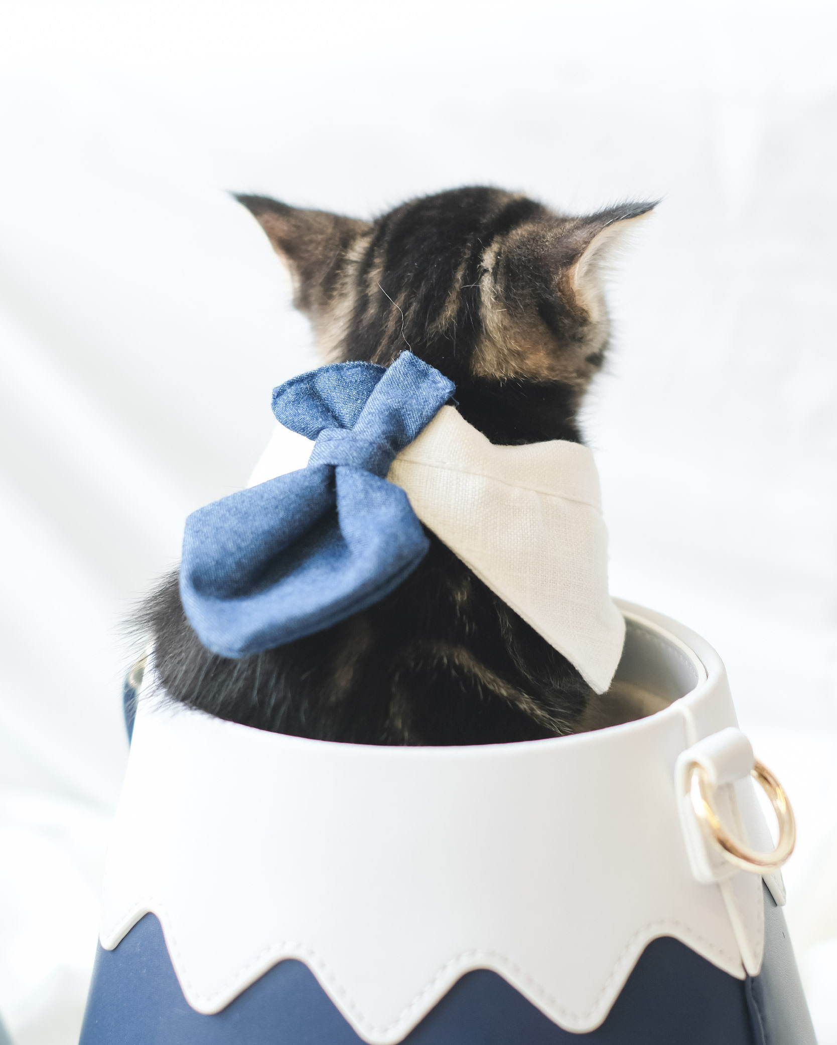 Fuji Meow 頸帶 - 男主子