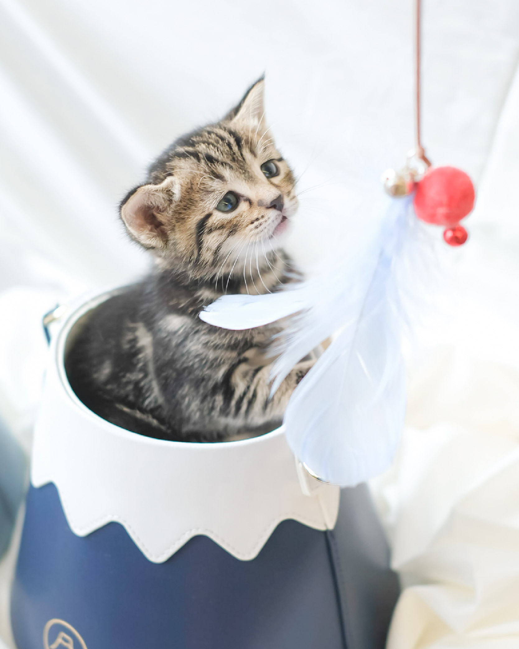 Fuji Meow - 富士山逗貓棒