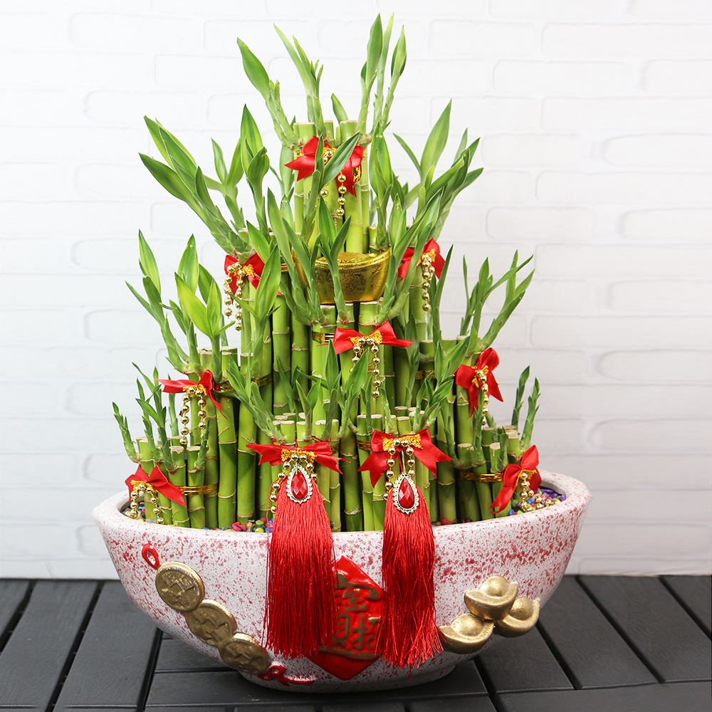 廣納財源_開運竹盆栽（汐止和偏遠地區請另洽客服）