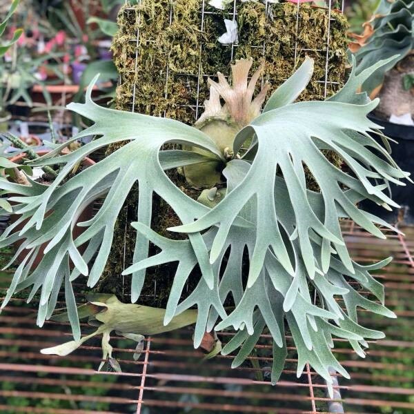 賽爾索鹿角蕨 P. willinckii 'Celso Tatsuta' TC 2吋盆苗