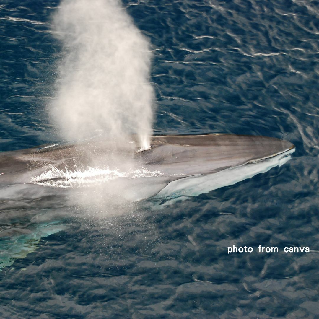 長鬚鯨精素 Finback Whale Essence