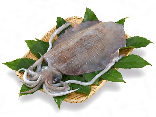 Aori Ika (Bigfin Reef Squid)