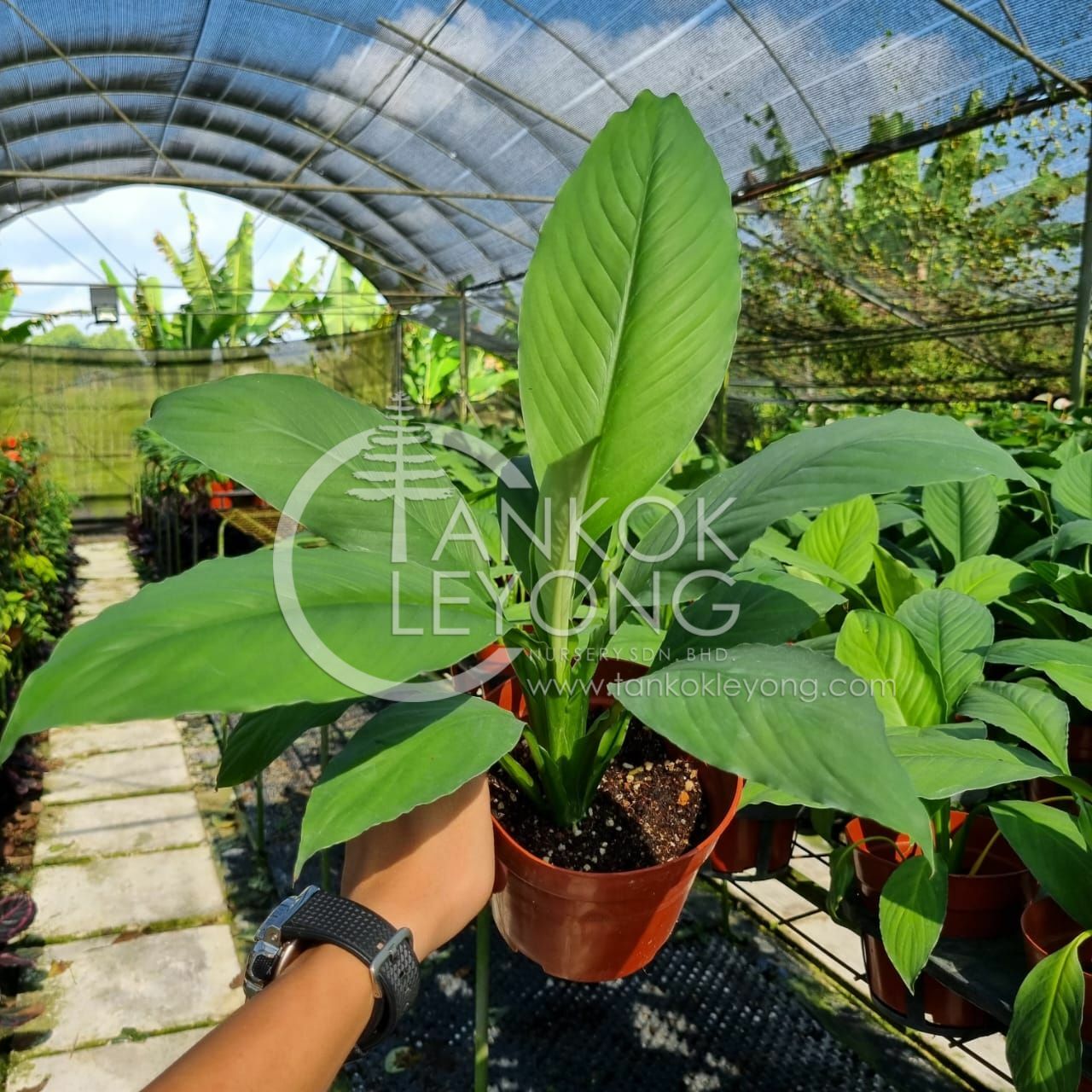 TKL - Medium Size Spathiphyllum Sensation 中型绿巨人