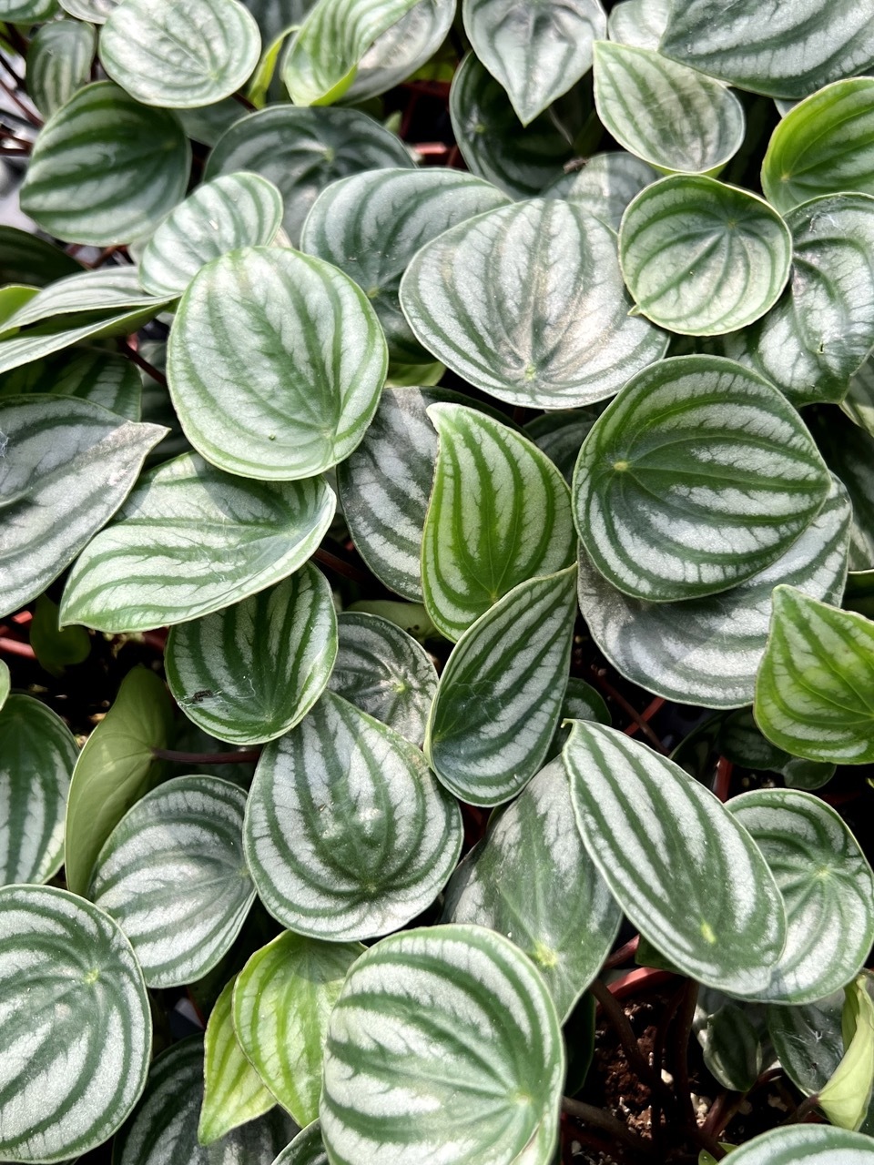 西瓜皮椒草Peperomia sandersii 3吋盆 PP202