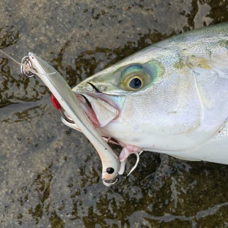 TACKLE HOUSE-SHORES JIG 6g/30g