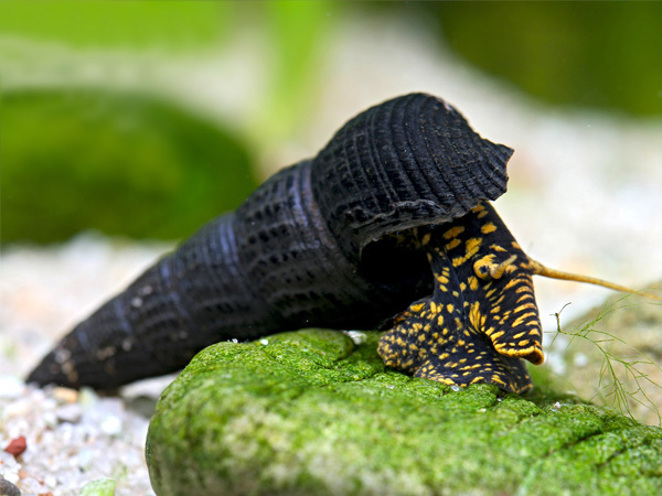 Yellow Spotted Giant Sulawesi Rabbit Snails (Tylomelani