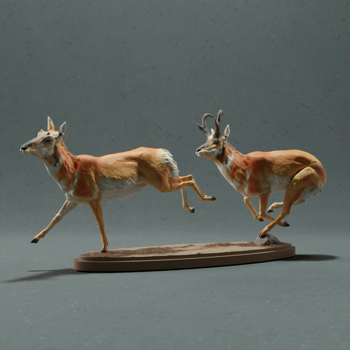 Animal Den - Pronghorn Antelope - Chase