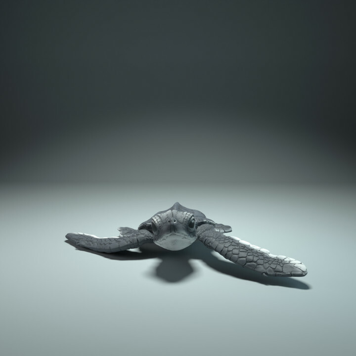 Animal Den - Sea Turtle Hatchling